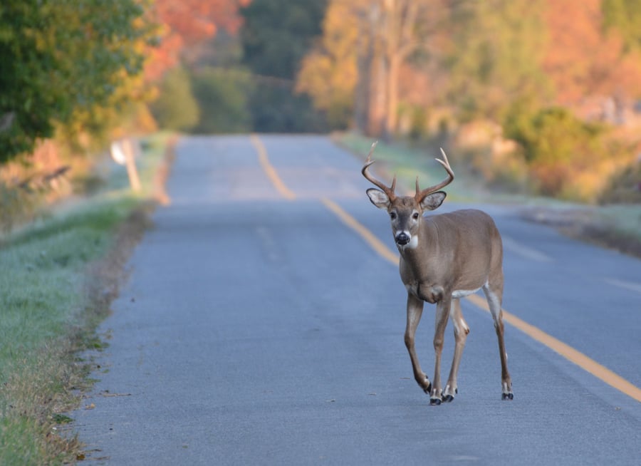 Tips to avoid hitting a deer while riding your motorcycle