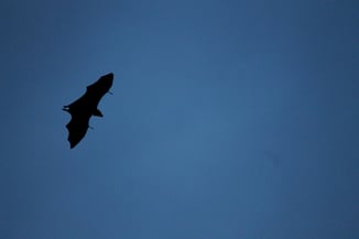 do bats spit while flying