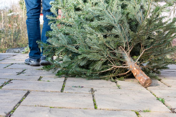 Tips for taking down and disposing of your Christmas tree