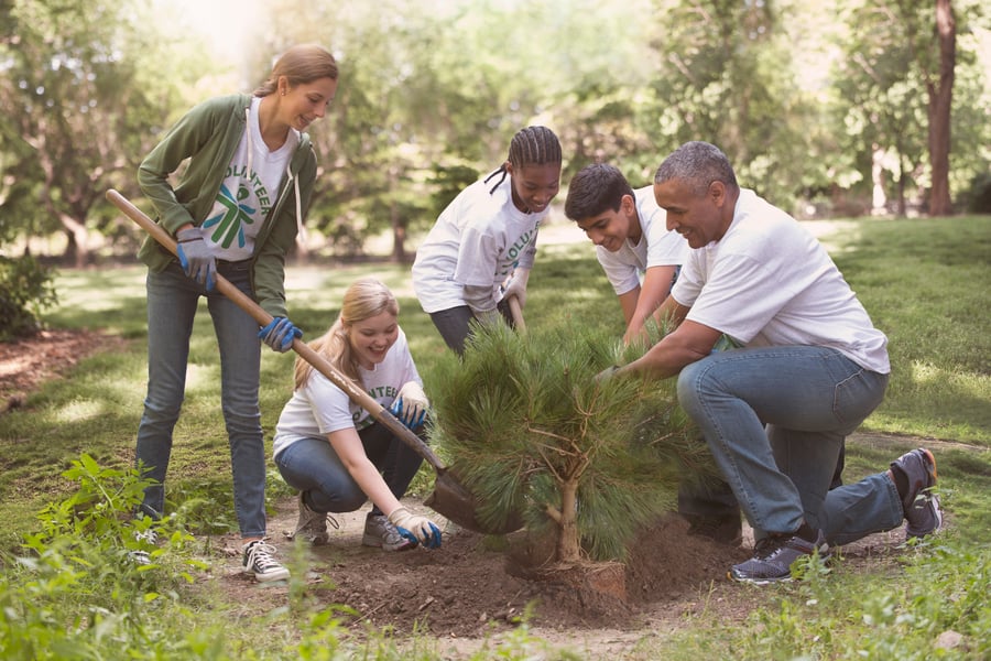 Essential things to consider when planting a tree