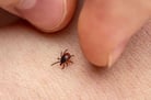 Children and tick bites: preventing tickborne illnesses